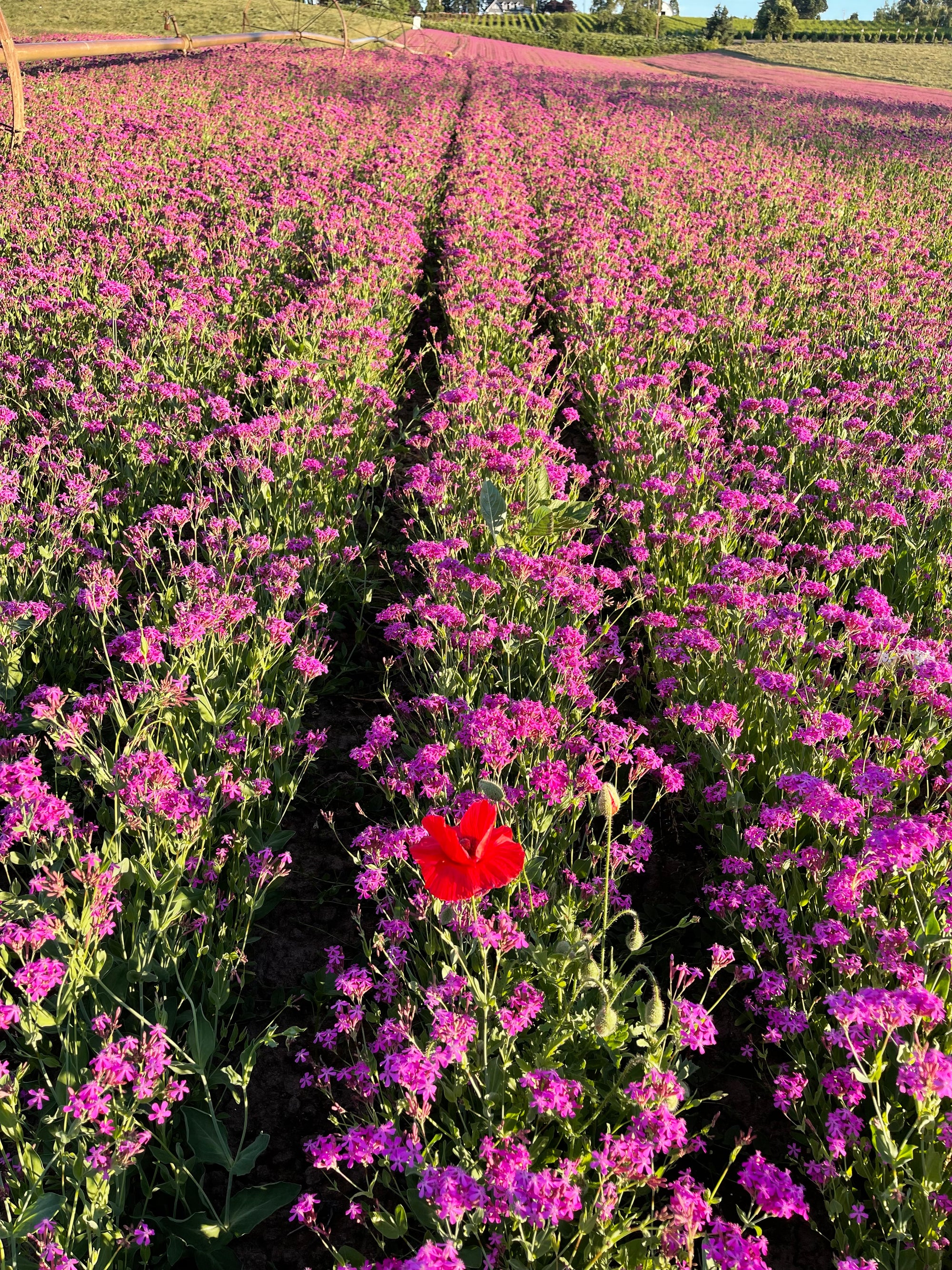 WildFlower Seed Store – Oregon WildFlower Growers