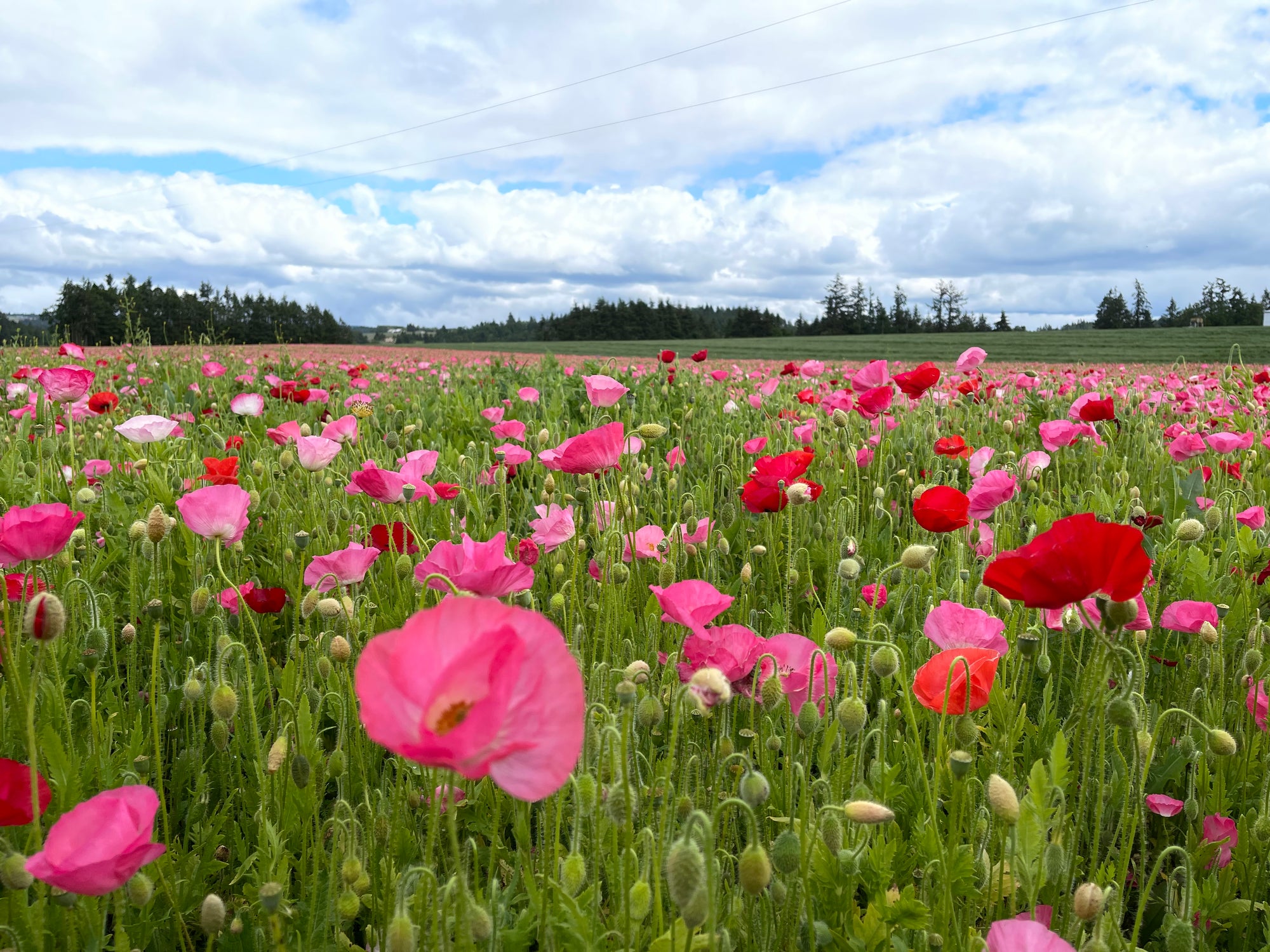WildFlower Seed Store – Oregon WildFlower Growers